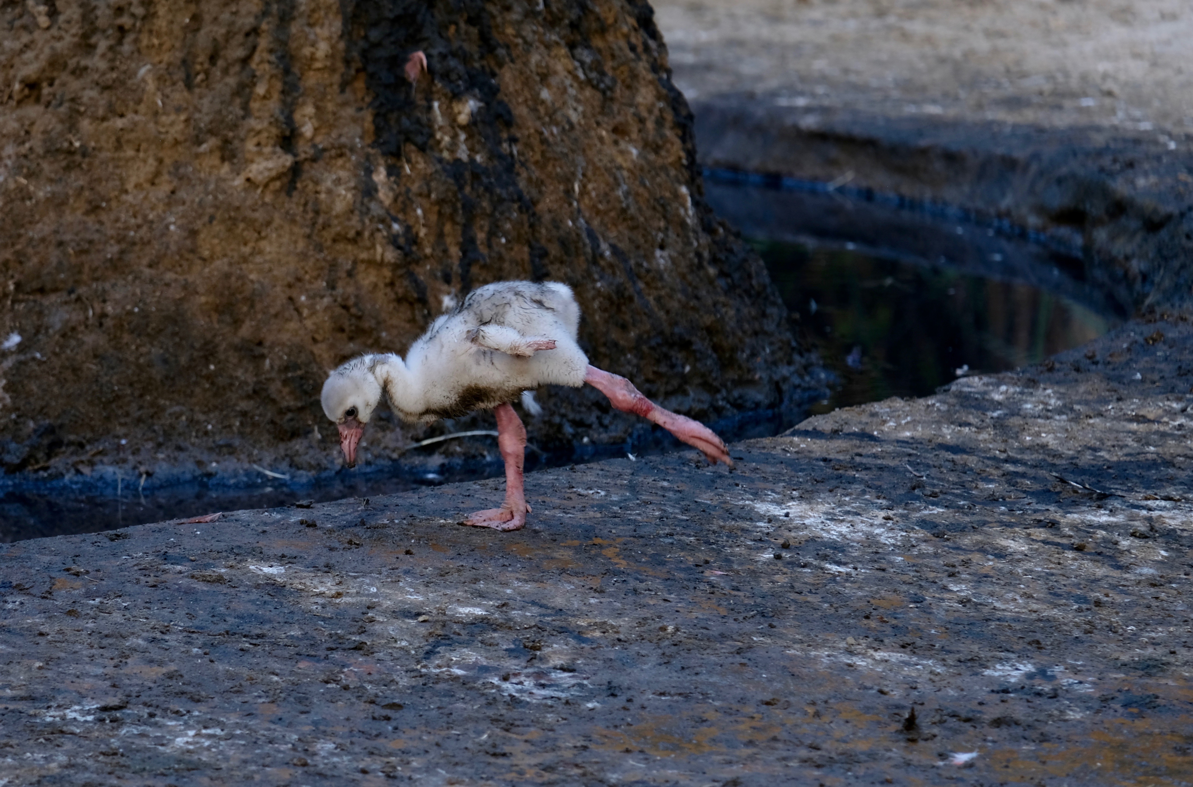 Flamingo Chicks – natjtan
